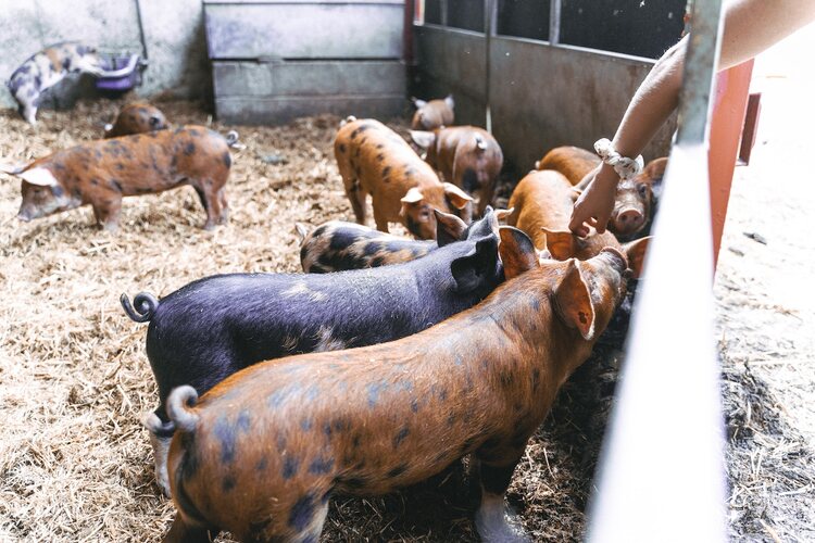 Pig Farming Business Plan Sample Template ProfitableVenture