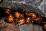 How to Start a Ladybug Farming Business That Makes Money Even If You ...