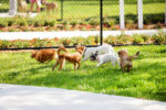 Dog Park Design ideas With Floor Plan and Bar Layout Included ...