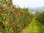 How to Start an Apple Orchard Business That Makes Money - ProfitableVenture
